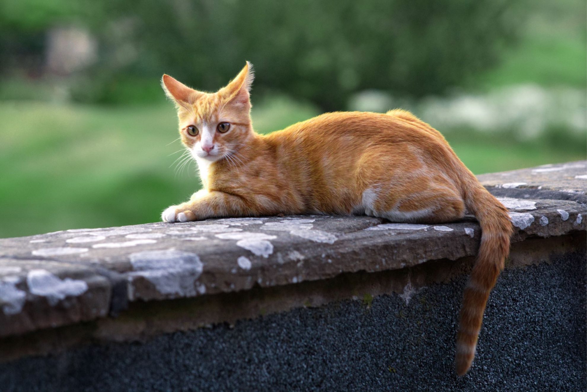 Jock VII Takes the Helm - International Churchill Society